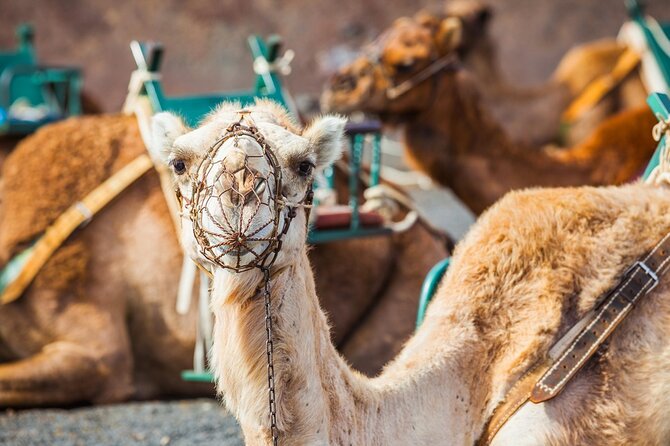 Timanfaya Park & Camel Ride (extra cost) - Short South Tour - Final Thoughts: Is It Worth It?