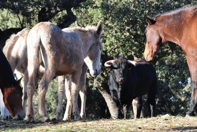 Visita Entre Toros y Caballos - The Sum Up: Who Will Love This?