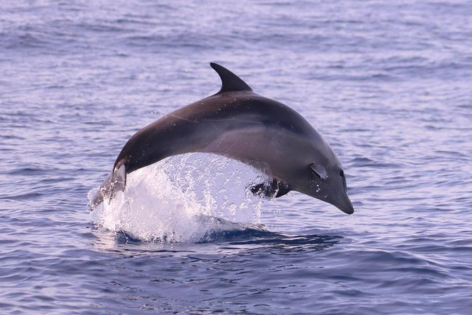 Whale and Dolphin Watching in Calheta, Madeira Island - Who Will Enjoy This Tour?