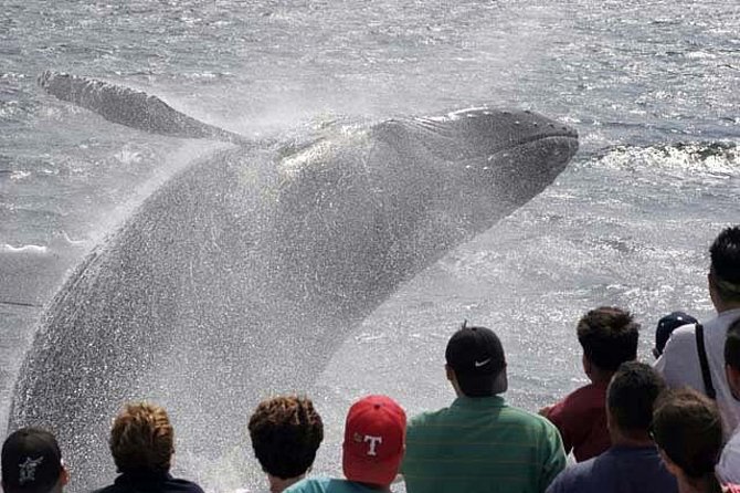 Whale Watching Tour in Gloucester - Onboard Comfort and Amenities