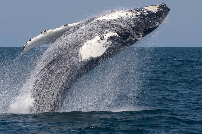 Whale Watching Trips to Stellwagen Bank Marine Sanctuary. Guaranteed sightings! - Who Will Love This Tour?