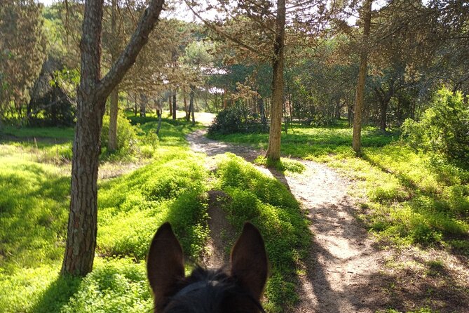Algarve - Exclusive horseriding in Portimao (no experience required) - FAQ