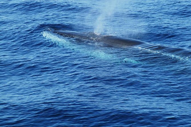 Dolphin and Whale Cruise in Puerto Rico, Gran Canaria - The Sum Up