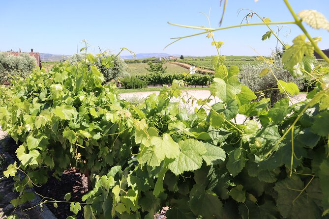Exclusive Douro Valley: Visit 3 Wineries, 9 Wine Tastings & Lunch - Final Thoughts