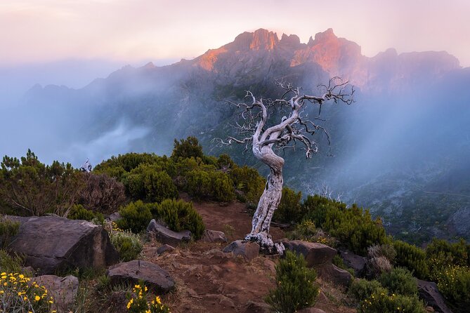 Full Day Tour to West Madeira Island - Insights from Reviews