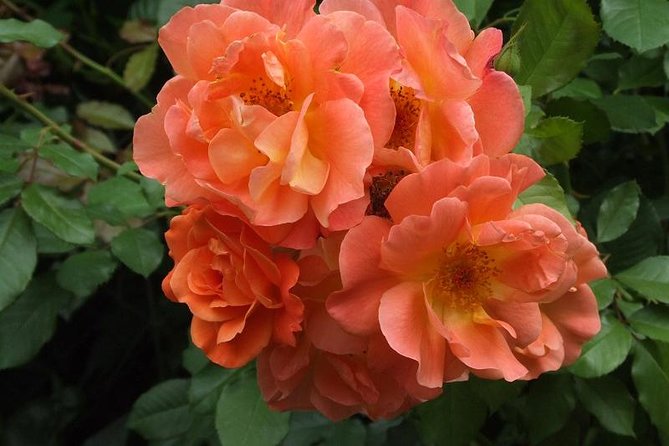 Giverny Monet's House Gardens Small-Group with Hotel* Pickup - Who Should Consider This Tour