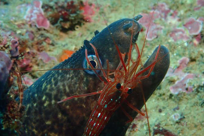 Scuba Diving Albufeira-Double Dive Trip - Practical Details and Considerations