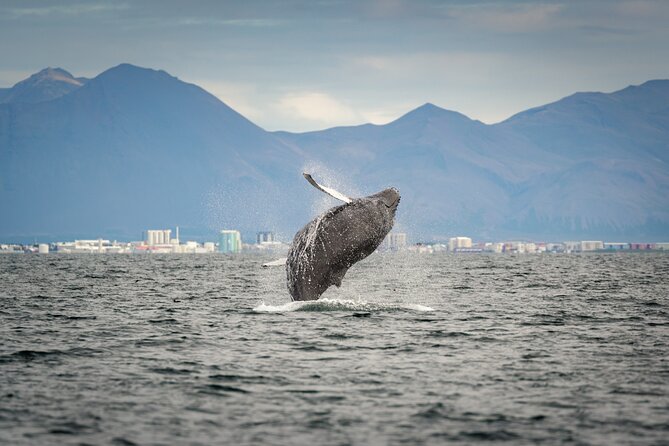 Speedboat Whale Watching Small-Group Tour in Reykjavik - Practical Tips for Travelers
