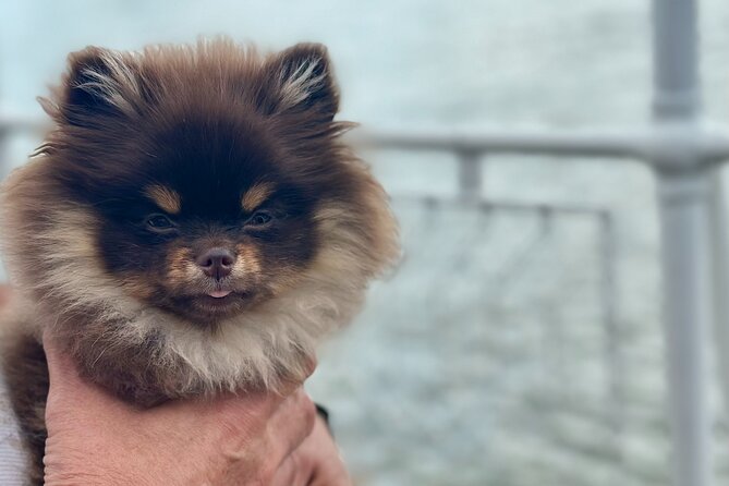 Summer Danube Brunch Cruise in Budapest - Cost and Value: How Does It Stack Up?