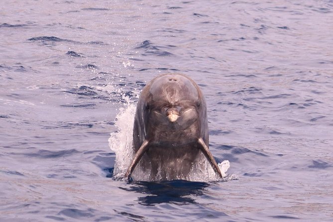 Whale and Dolphin Watching in Calheta, Madeira Island - The Sum Up