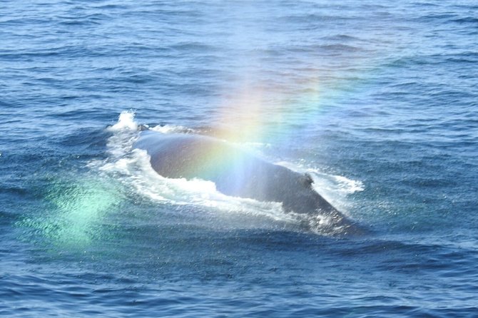 Whale Watching Tour in Gloucester - Who Should Consider This Tour?
