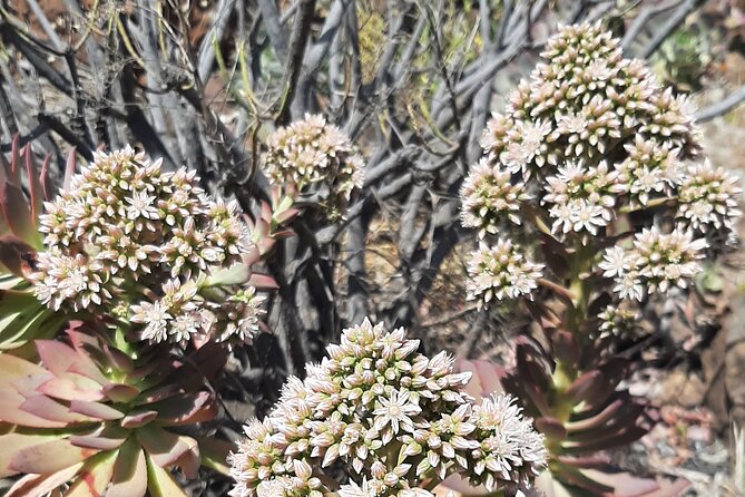Barranco de las Vacas, caves & village by 2 native guides - FAQ