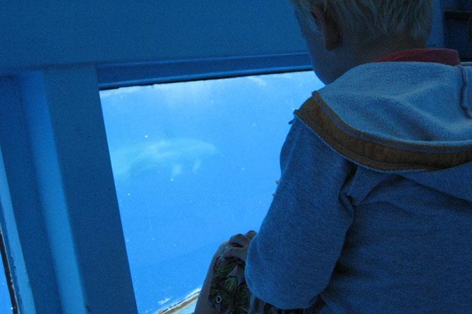 Dolphin and Whale Cruise in Puerto Rico, Gran Canaria - FAQ