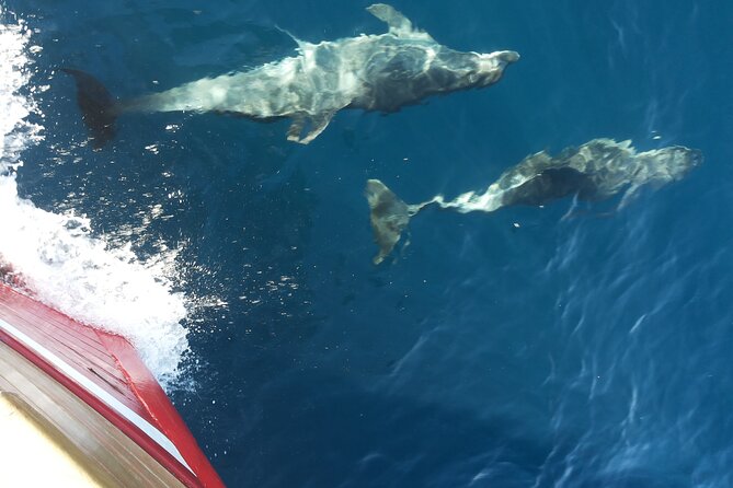 Elaphite Islands Boat Cruise in Dubrovnik - Frequently Asked Questions