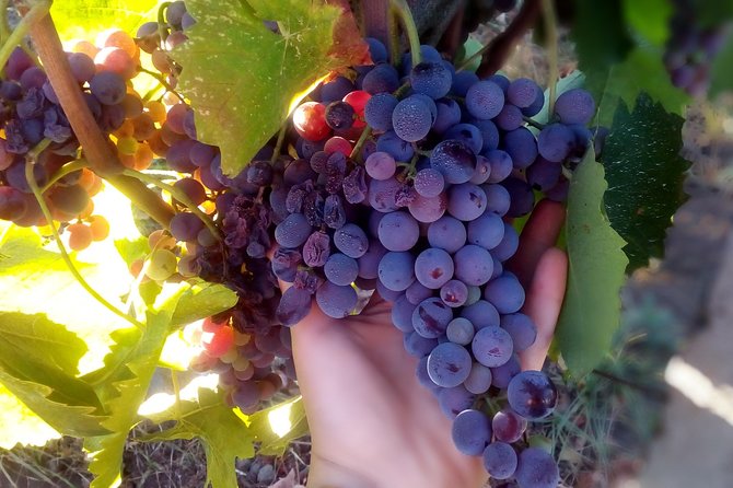 Etna Wineries Tour - Small Groups from Taormina - The Sum Up