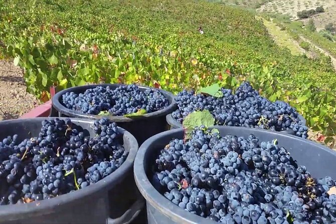 From Porto: Douro Valley Tour with 2 Wineries, Lunch and Cruise - Scenic Viewpoints and Photo Stops