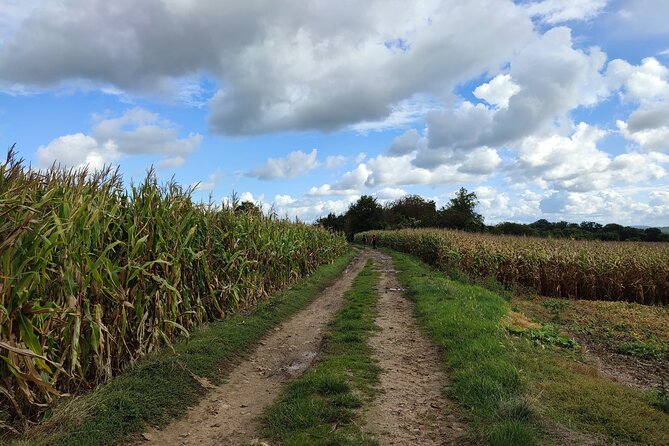 Hiking Adventure in Van Gogh's Footsteps with 6 miles walk - Final Thoughts: Who Will Love This Tour?