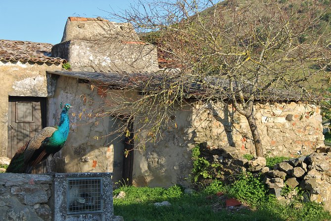 Lisbon Southern Region (Fernão Pó) Wine Tasting Private Tour - Final Thoughts