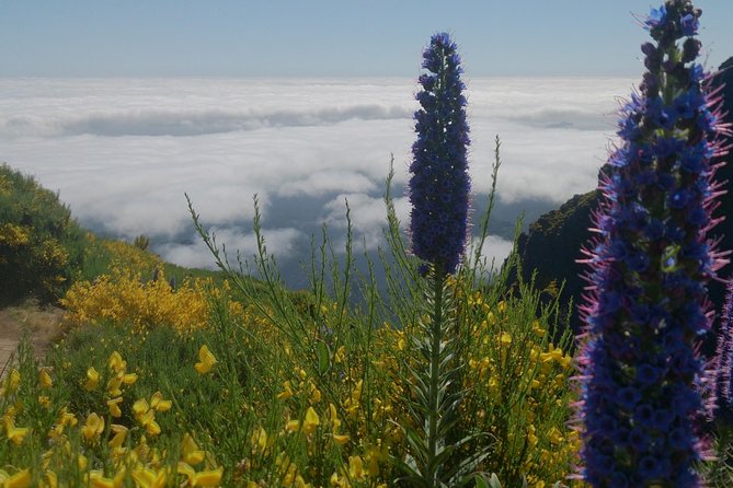 Pico Ruivo-Achadas do Teixeira-Pico Ruivo - Pico pedras/Queimadas - Frequently Asked Questions