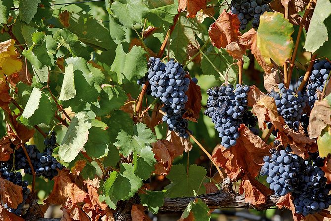 Porto: Douro Valley Wine Tour Including Lunch - The Douro River Cruise: A Classic Touch