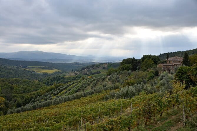 Private Chianti wine tour - Authenticity Meets Comfort: Who Will Love This Tour?