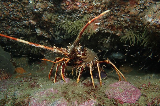 Scuba Diving Albufeira-Double Dive Trip - Final Thoughts