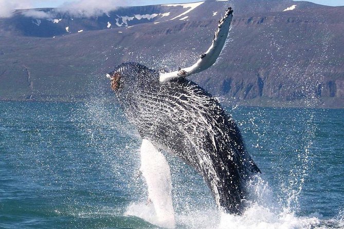 Speedboat Whale Watching Small-Group Tour in Reykjavik - Who Will Love This Tour?