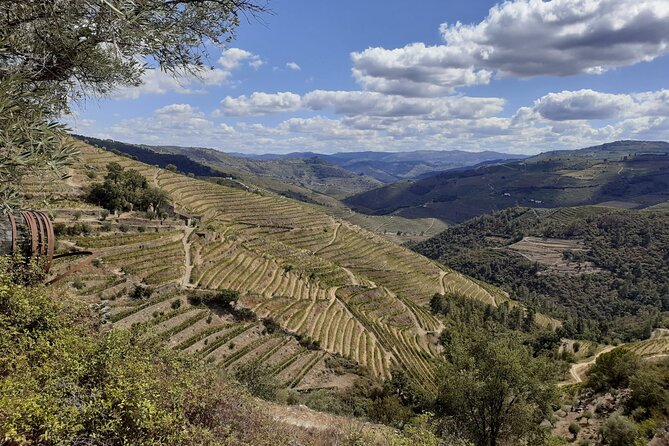 Douro Valley Small-Group Tour: 2 Wineries, Lunch, Optional Cruise - Who Will Love This Tour?
