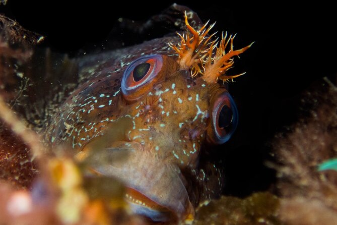 Scuba Diving Albufeira-Double Dive Trip - FAQ