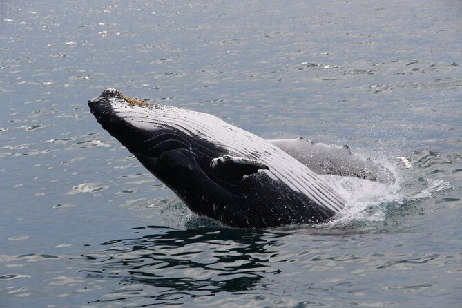 Whale Watching Tour in Gloucester - FAQs