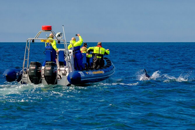 Speedboat Whale Watching Small-Group Tour in Reykjavik - FAQ