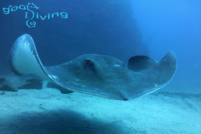 Dives Packages with Transfers in Tenerife - FAQ