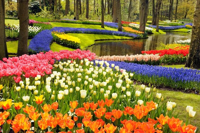 Keukenhof's Tulips and Windmills Small-Group Tour from Amsterdam - Key Points
