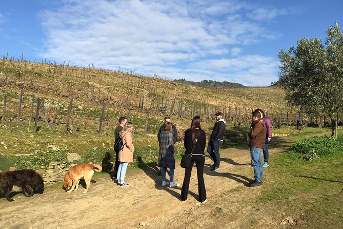 Premium Douro Valley Small-Group Tour, Wine Tasting, Lunch & Boat - Key Points