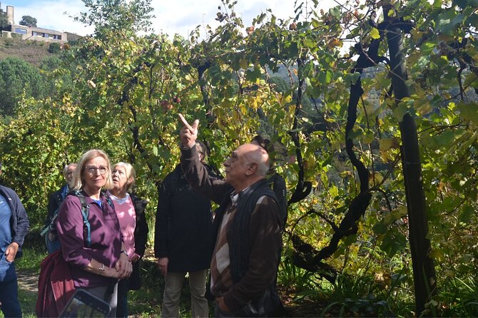 Private Vinho Verde Region Wine Tour from Porto Including Lunch - Discover the Charm of Portugal’s Vinho Verde Region on a Private Wine Tour from Porto