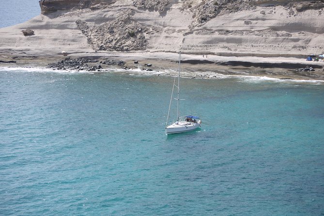 Tenerife 3-Hour Discover Whales and Dolphins