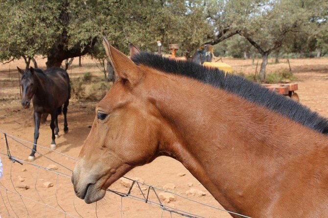 Visita Entre Toros y Caballos - Key Points