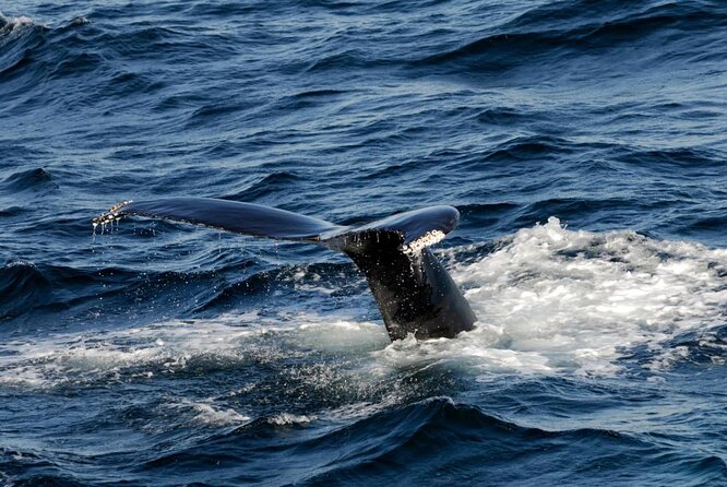 Whale Watching Tour in Gloucester - Introduction