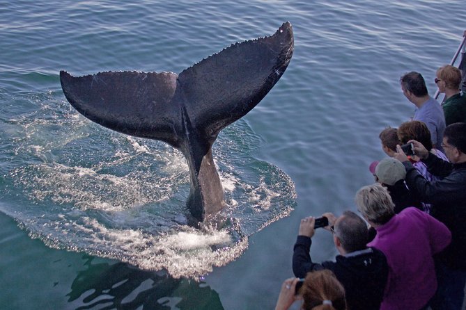 Whale Watching Trips to Stellwagen Bank Marine Sanctuary. Guaranteed sightings! - Key Points