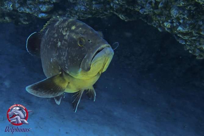 2 Diving Sites Scuba Diving Package in Gran Canaria - What the Experience Offers