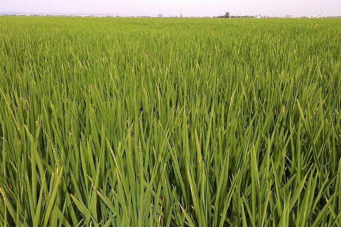 Albufera: Lake, Paella and Birdwatching - Key Points