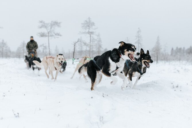 Arctic Huskies and Reindeers Fun in Rovaniemi - What We Loved and What to Consider