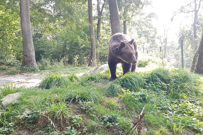 Bears Sanctuary, Dracula Castle and Brasov City - Full Day Trip from Bucharest