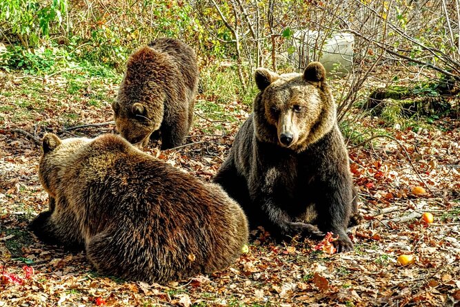 Bears Sanctuary, Dracula's Castle and Braov City - Private Tour - A Closer Look at the Itinerary