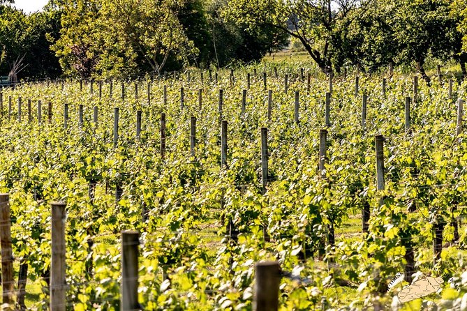 Bilbao Txakoli Wine Tour - Key Points