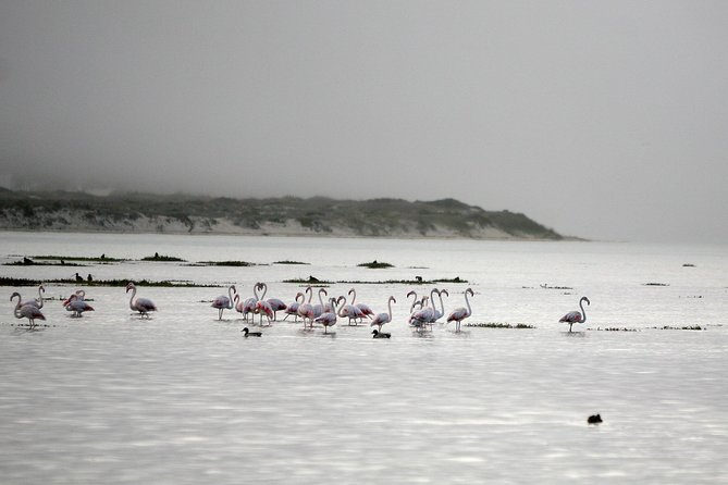 Boat tours in the Óbidos Lagoon - An In-Depth Look at the Óbidos Lagoon Boat Tour