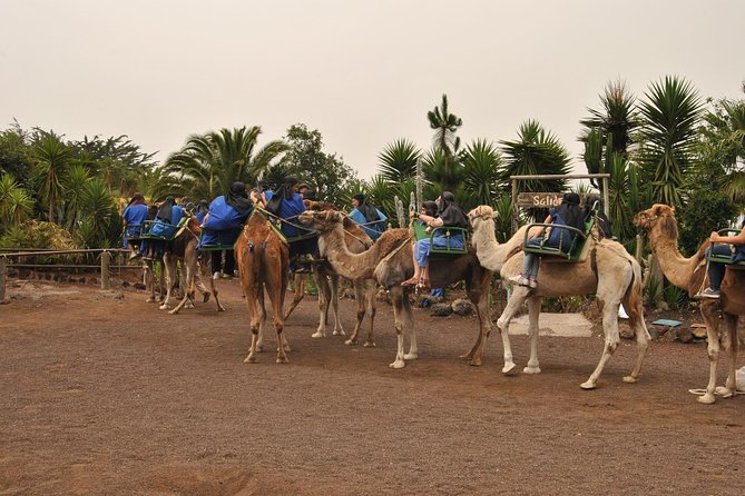 Camel Riding Tour at El Tanque, Tenerife - A Closer Look at the Tour Itinerary