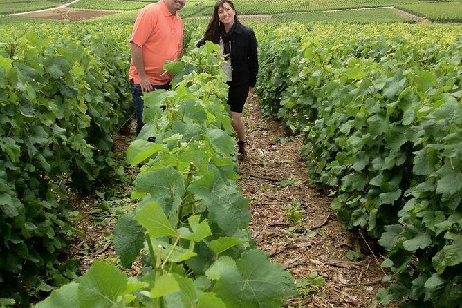 Champagne Area Small-Group Tour including a Top Champagne house & Family Winery - The Experience’s Pros and Cons: Insights from Actual Guests