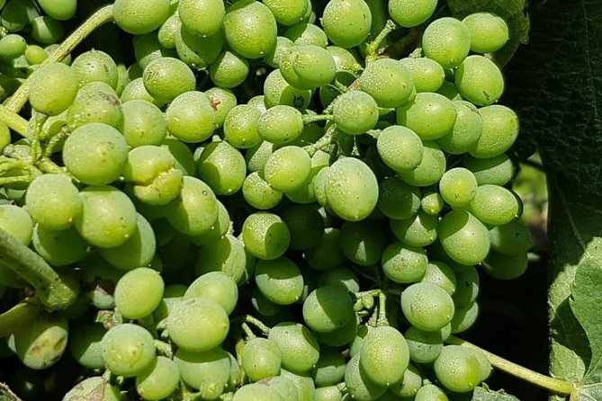 Dão Wine Region: Portuguese version on Bordeaux - Key Points