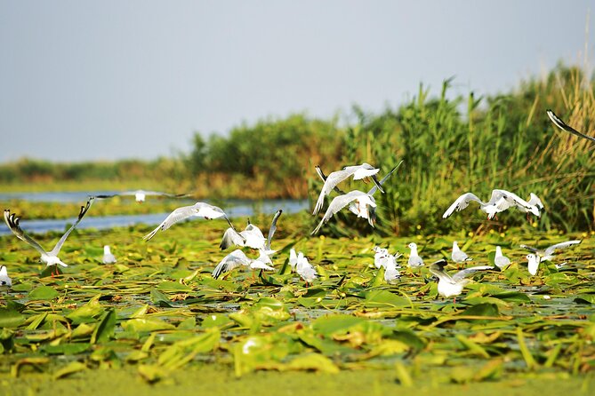 Day Trip from Bucharest to Danube Delta - Who Is This Tour Perfect For?